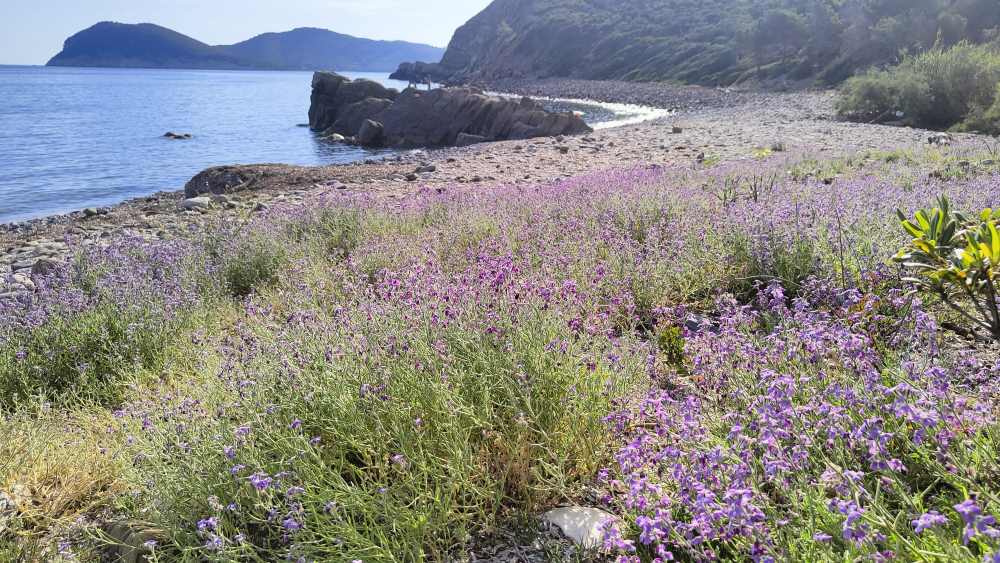 violaciocca marina Matthiola tricuspidata - Livornopress